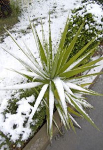 Palmen winterfest machen – Pflanzen, Blumen & Kakteen für Garten & Balkon